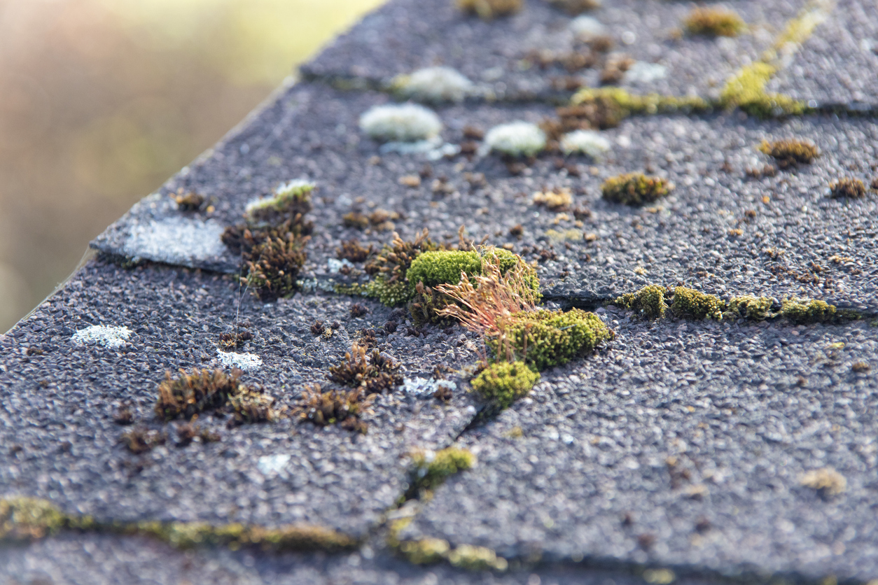 How to Keep Organic Matter Off Your Roof